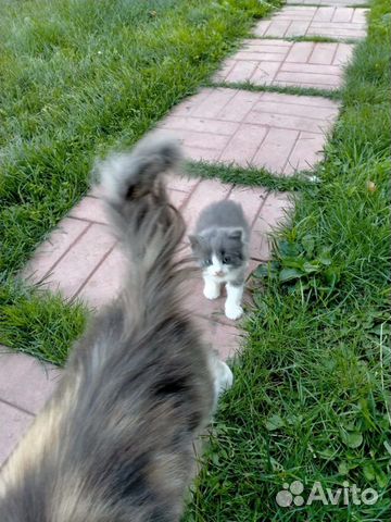 Отдадим котёнка бесплатно