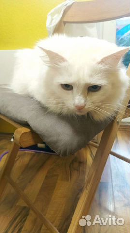 Кошечка Тоня ищет хозяев