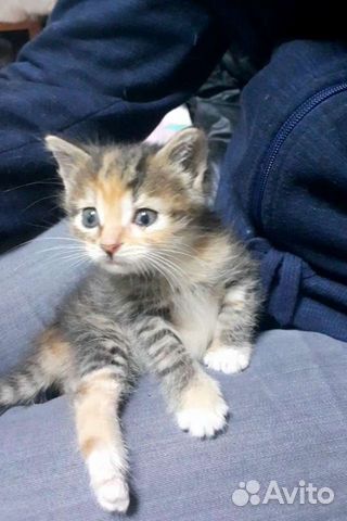 Котенок девочка полтора месяца