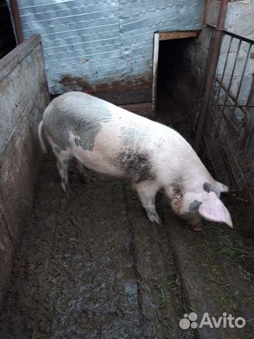 Продам свинью