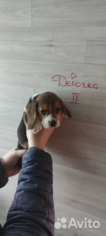 Бигль