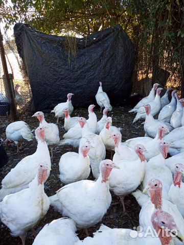 Индюки индюшки