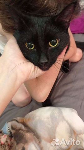 Кот