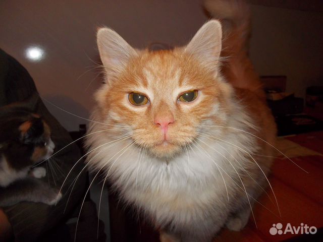 Продается кот