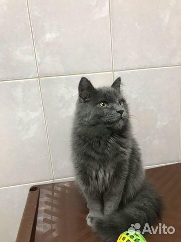 Красавец Смурфик