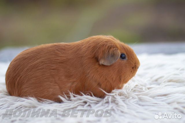 Морская свинка девочка золотая ручная