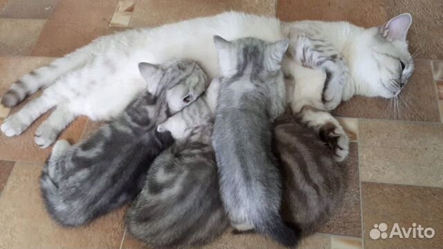 Британские котята