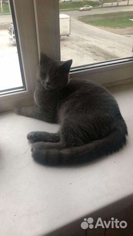 Кот русская голубая скоттиш британец