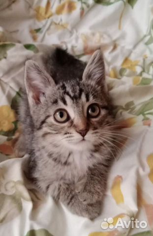 Милый котенок полосатик Диди 2,5 месяца в дар