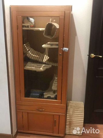 Шиншилла с ветриной