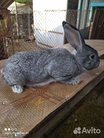 Кролики советская шиншилла и агути
