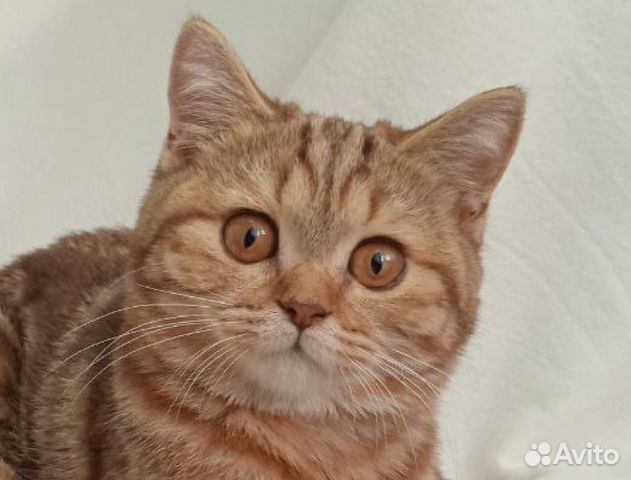 Британский котенок