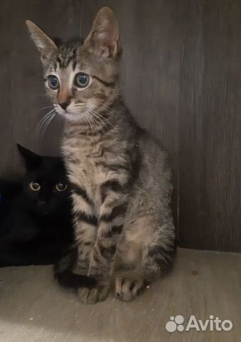 Котенок в дар