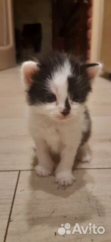 Котенок кошечка 1 месяц