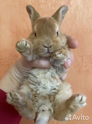 Кролик карликовый рекс