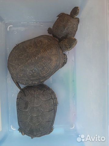 Черепаха болотная