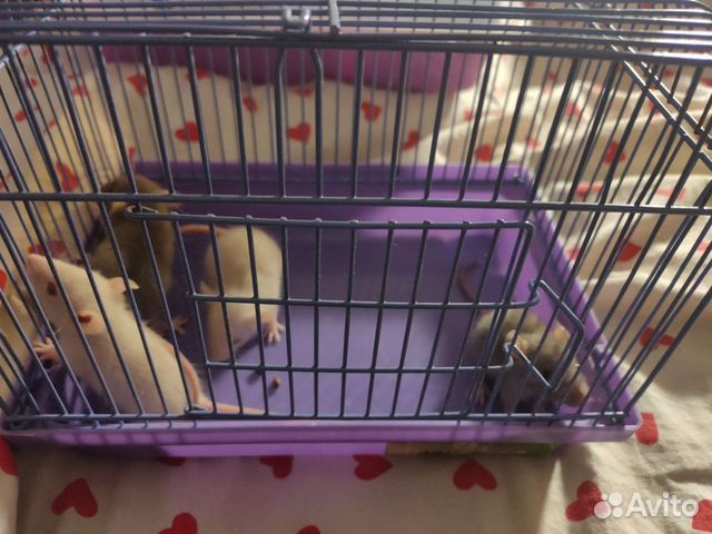 Домашние животные грызуны