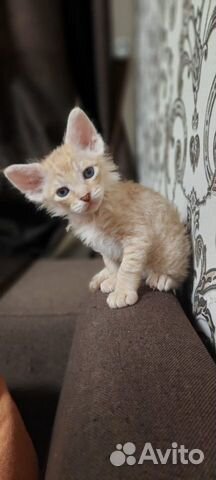 Котята сфинкс