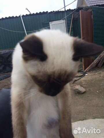 Котик живет на улице