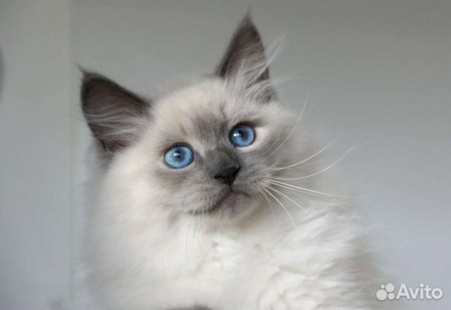 Невская маскарадная