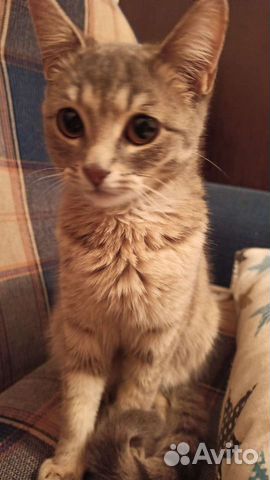 Кошка