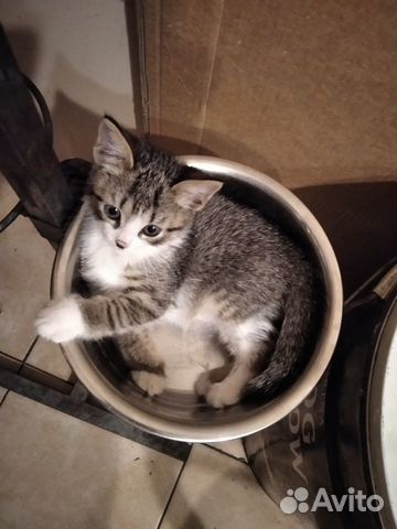 Ласковая, воспитанная кошечка Цыпа ищет семью