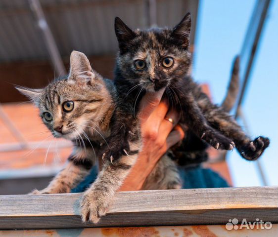 Котята