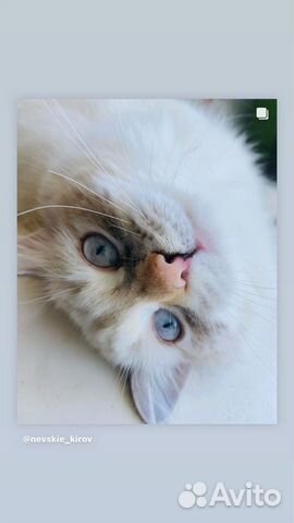 Невская маскарадная кошечка