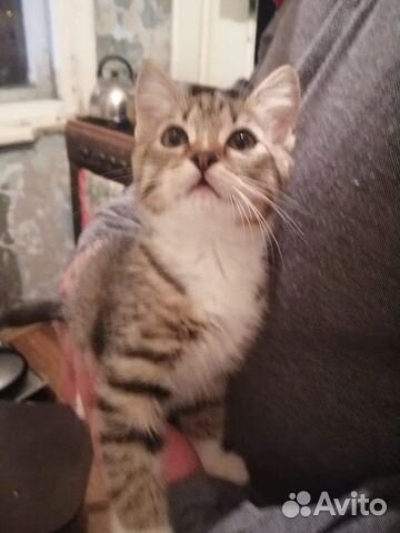 Кошка британка 2 месяца