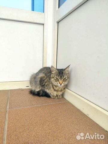 Кошечка в добрые руки