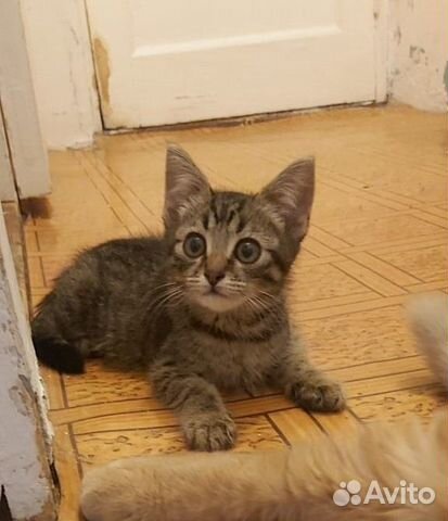 Чудесные котята ищут семью