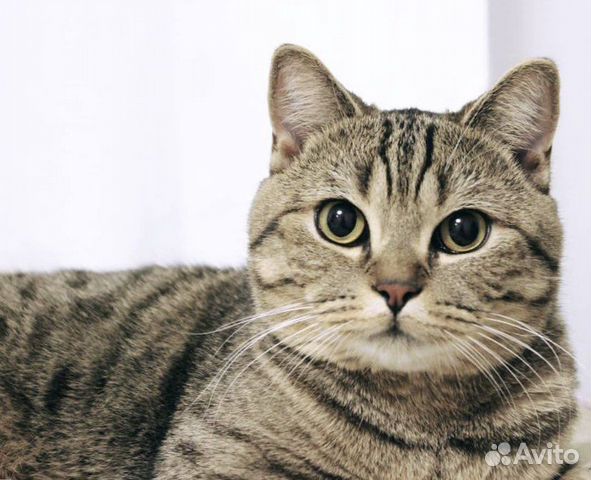Скоттиш страйт