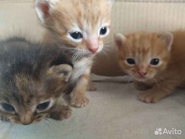 Чудесные котята