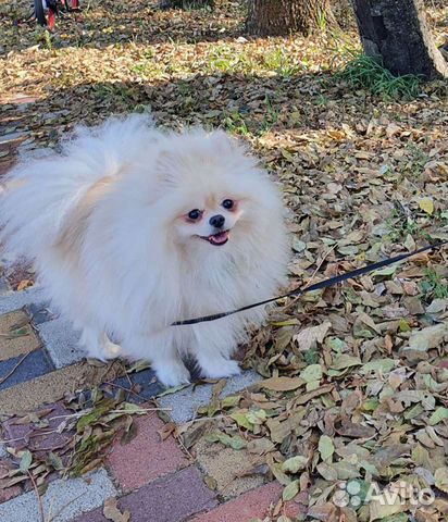 Померанский шпиц