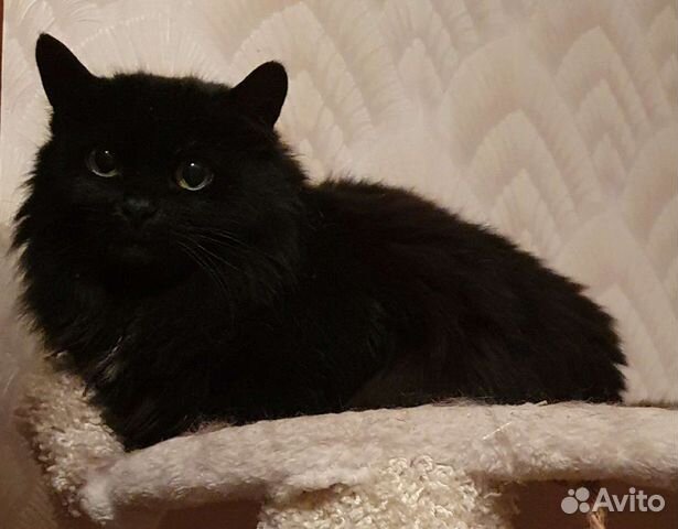 Красивейшие кошки 2 недели без еды. Маяковские кош