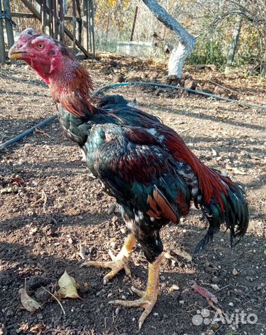 Бойцовый петух