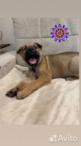 Щенок в добрые руки бесплатно