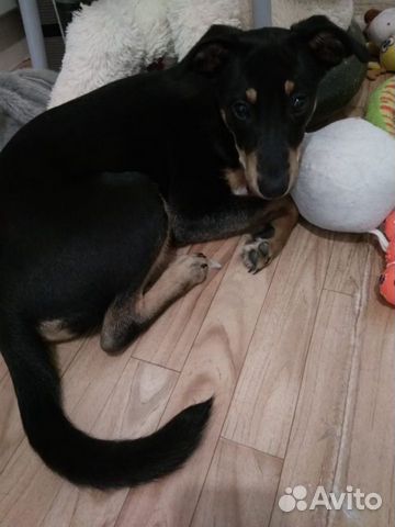 Отдам в добрые руки собачку мелкой породы