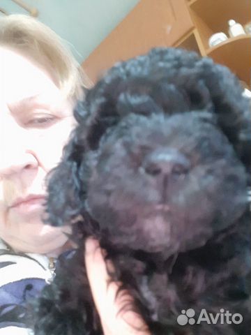 Черная девочка той пудель