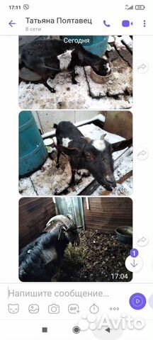 Козёл и козочка