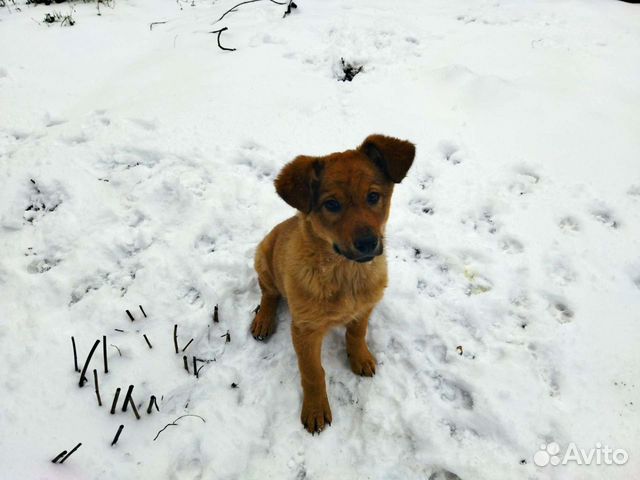 Щенок в добрые руки