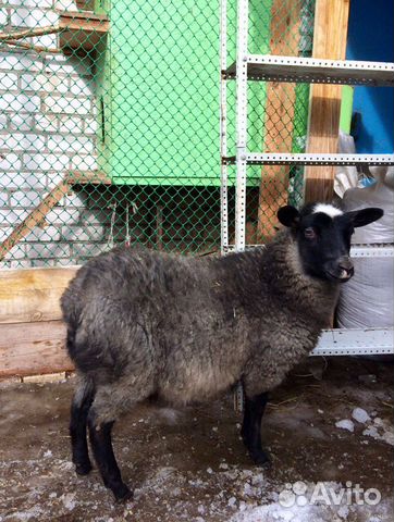 Романовские овцы