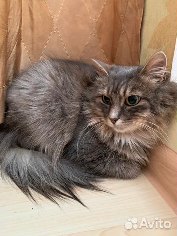 Роскошная кошечка Шелти