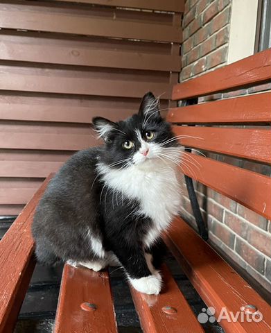 Малыш котенок 4.5 месяца