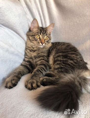 Шикарный котенок по имени Компот, 7 месяцев