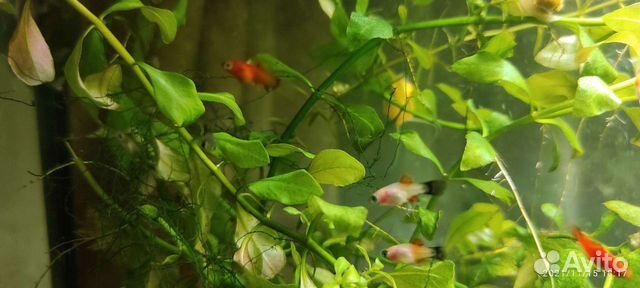 Пецилия (мальки)