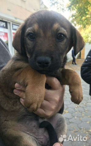 Щенок плюшевый Берта