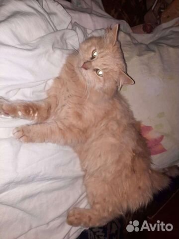 Кошка