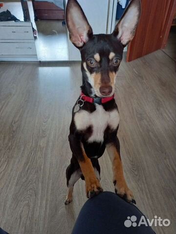 Вязка цвергпинчер