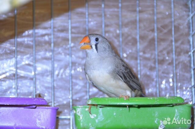 Амадины зебровые